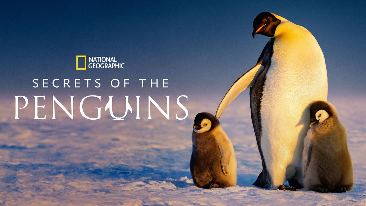 Secrets of the Penguins | Tele2 Play