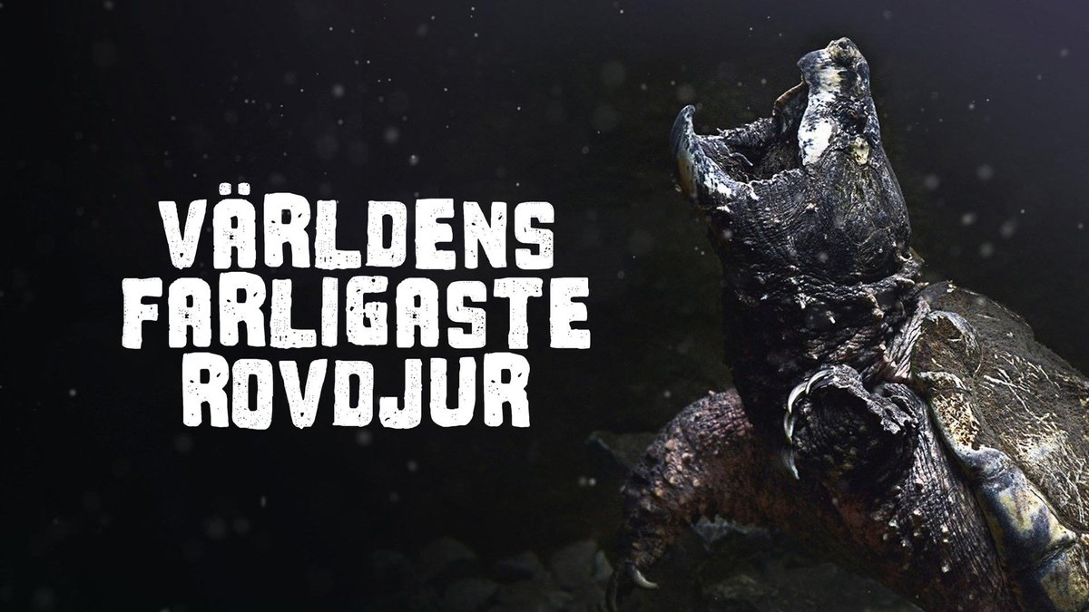 Världens farligaste rovdjur | Tele2 Play